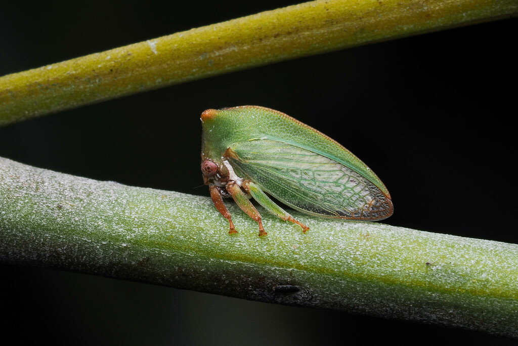 Green Treehopper from Fitzgibbon Bushland, Brisbane QLD 4018, Australia ...