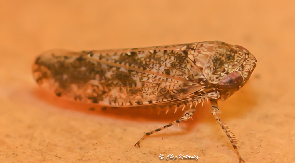 Paraphlepsius from Haddonfield, NJ, USA on September 12, 2023 at 10:07 ...