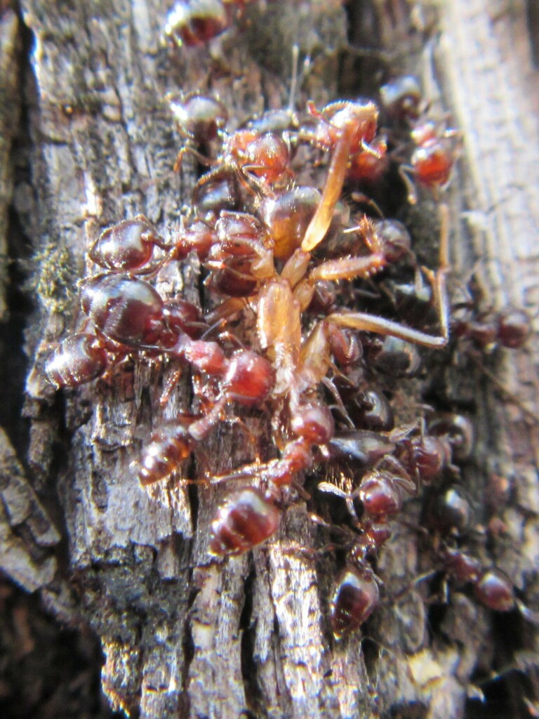 Camponotus confusus from Douglas QLD 4814, Australia on July 26, 2018 ...