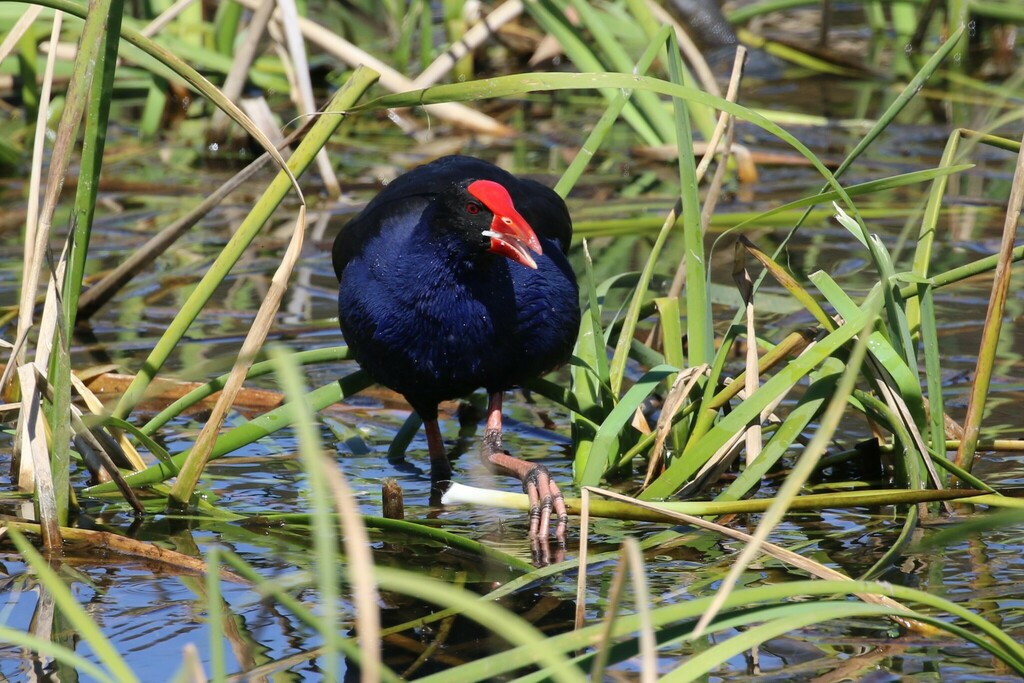 Southeastern Australasian Swamphen from Coombs Pond, Coombs, ACT ...