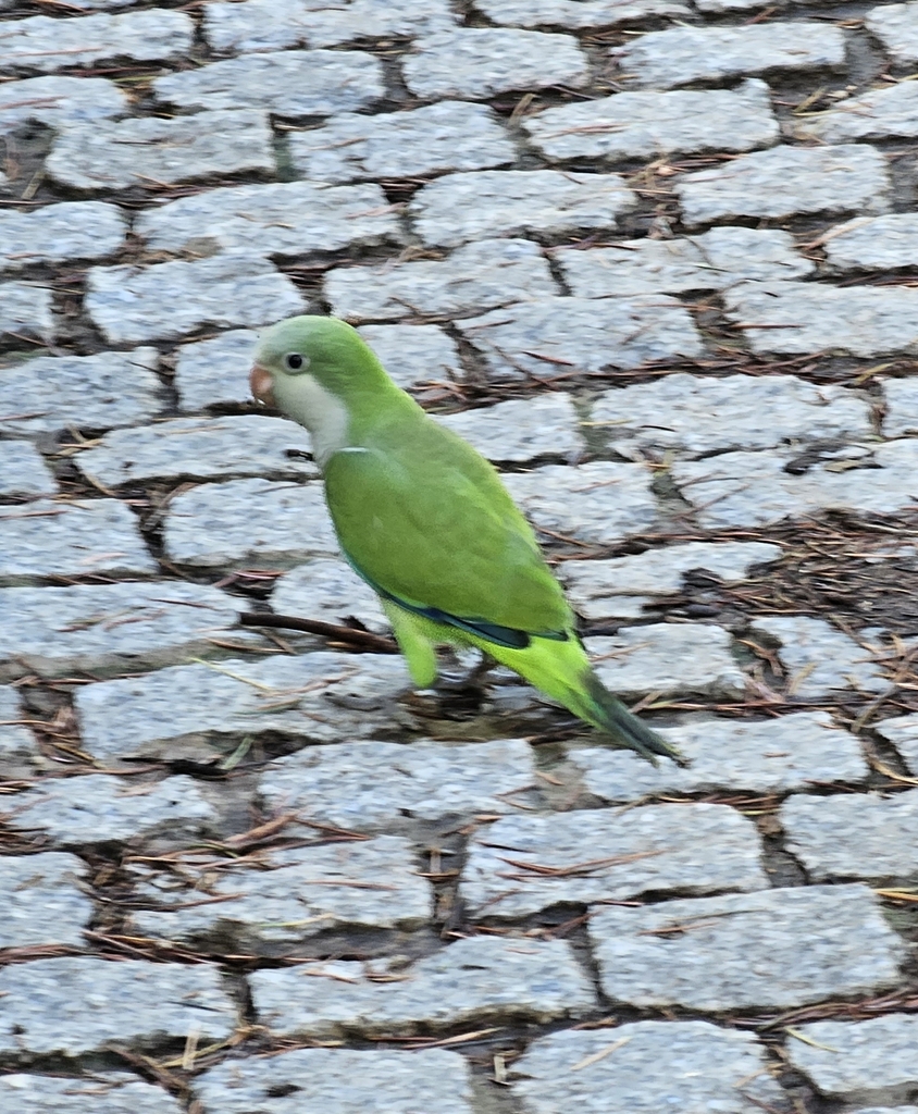 Monk Parakeet from 28014 Madrid, Spain on September 11, 2023 at 10:52 ...