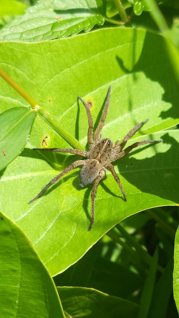 Rustic Wolf Spider from Vienna, WV, USA on September 11, 2023 at 02:17 ...