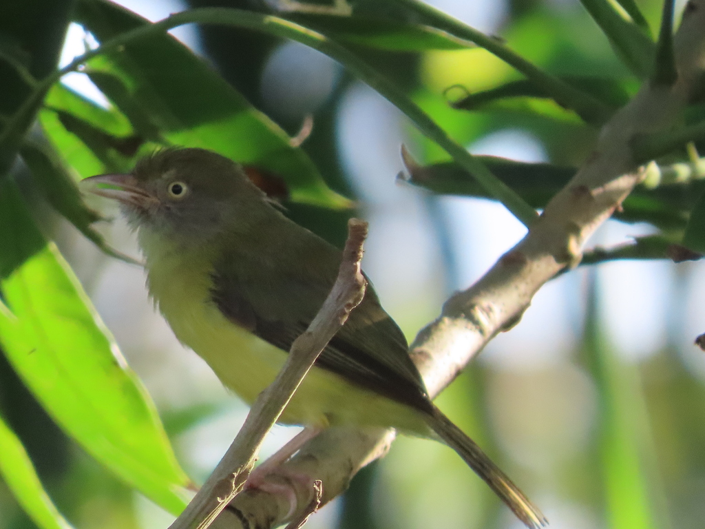 Scrub Greenlet from Guarumal, Panamá on September 12, 2023 at 07:58 AM ...