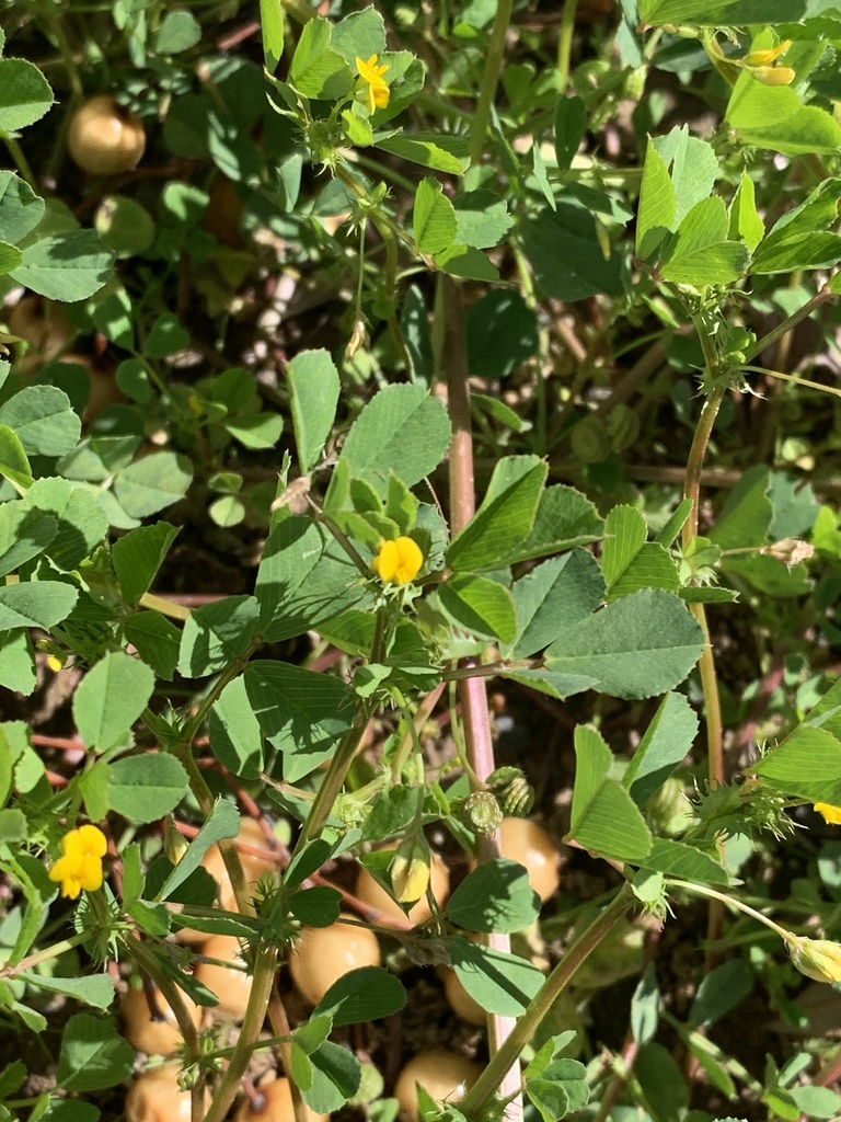 bur clover from Stellenbosch University, Stellenbosch, WC, ZA on ...