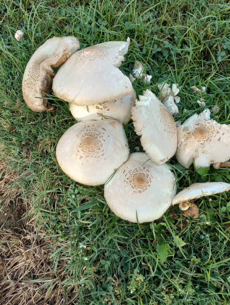 green-spored parasol from Live Oak Canyon, Redlands, CA, USA on ...