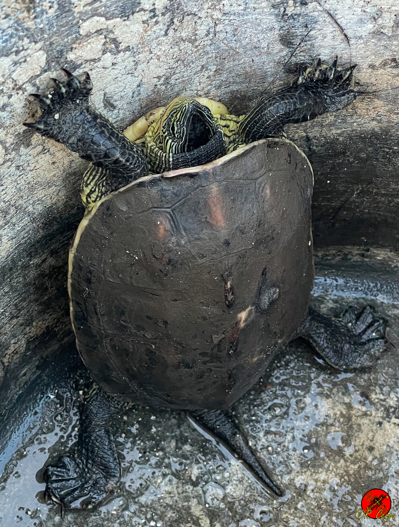 Common thread turtle in September 2023 by Godo. Bajo control en un ...