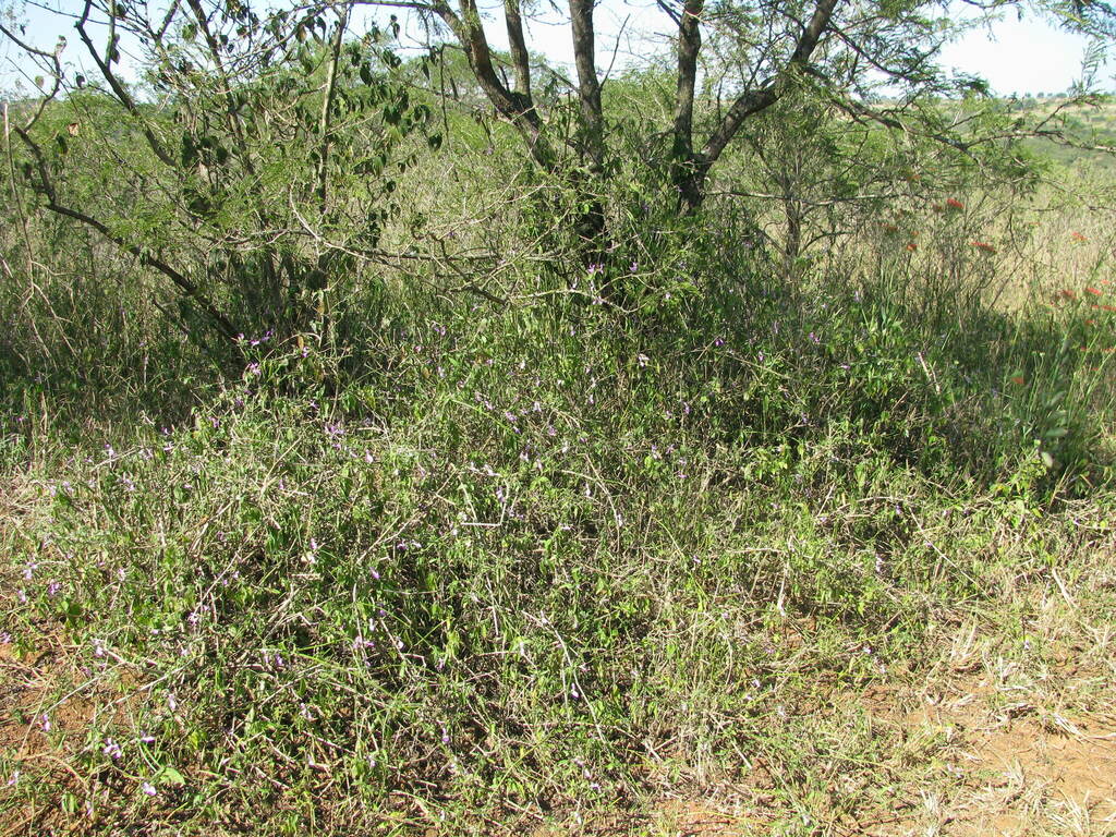 Dicliptera minor divaricata from Harrison, Cato Ridge, 3680, South ...