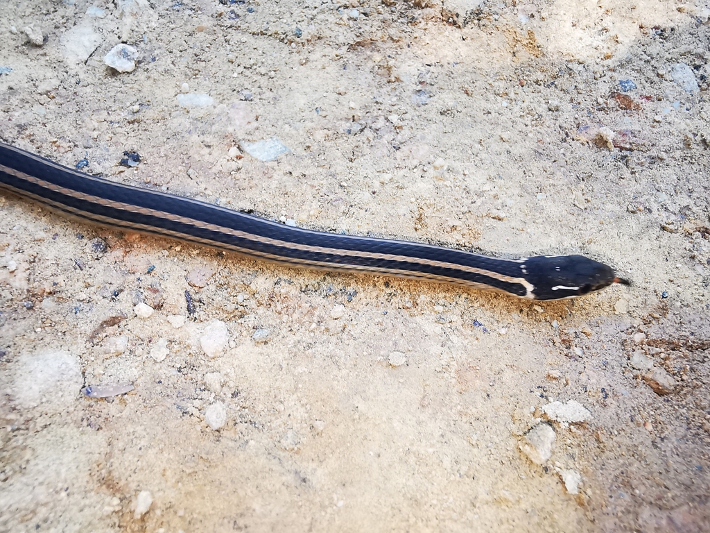 Pine-Oak Snake from 48212 Jal., México on September 9, 2023 at 02:50 PM ...