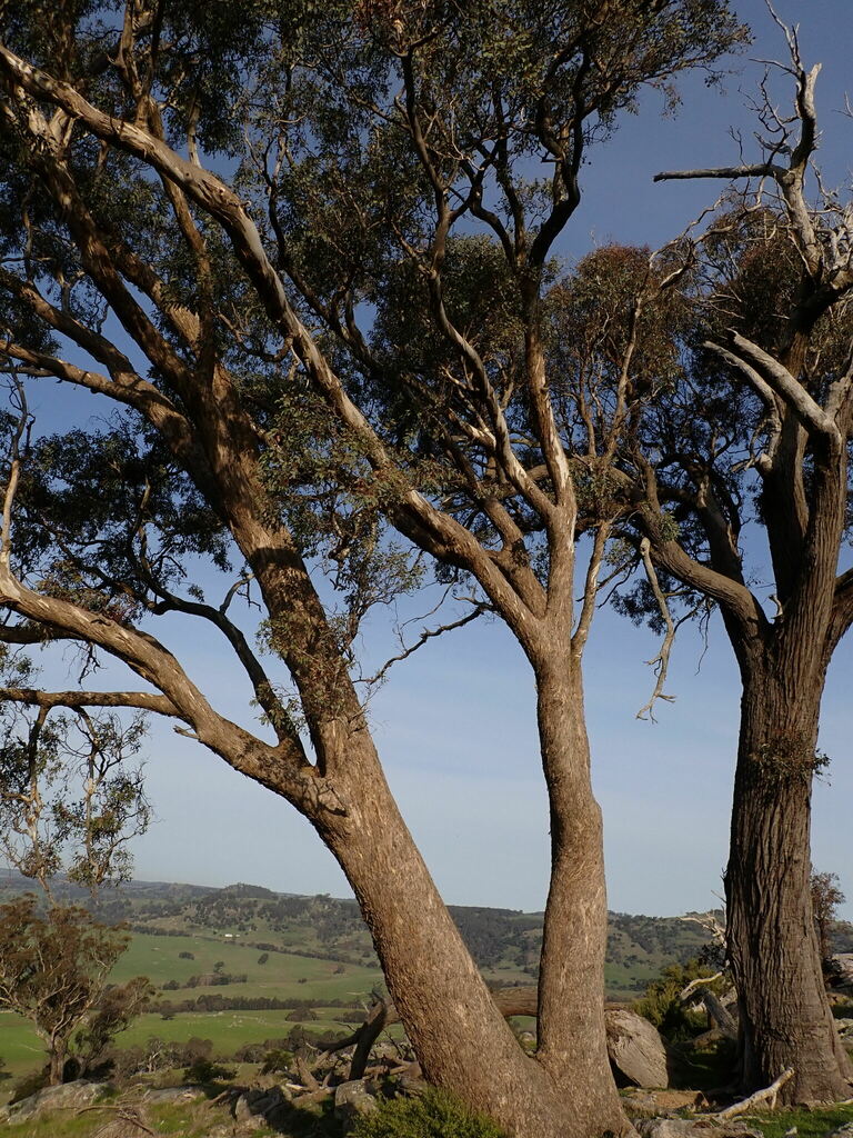 Yellow Box from Highlands VIC 3660, Australia on September 13, 2023 at ...