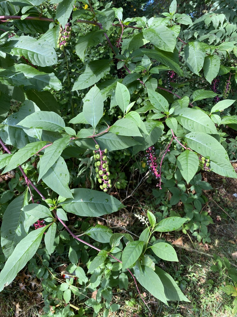American pokeweed from Badenlock Way, Gaithersburg, MD, US on September ...
