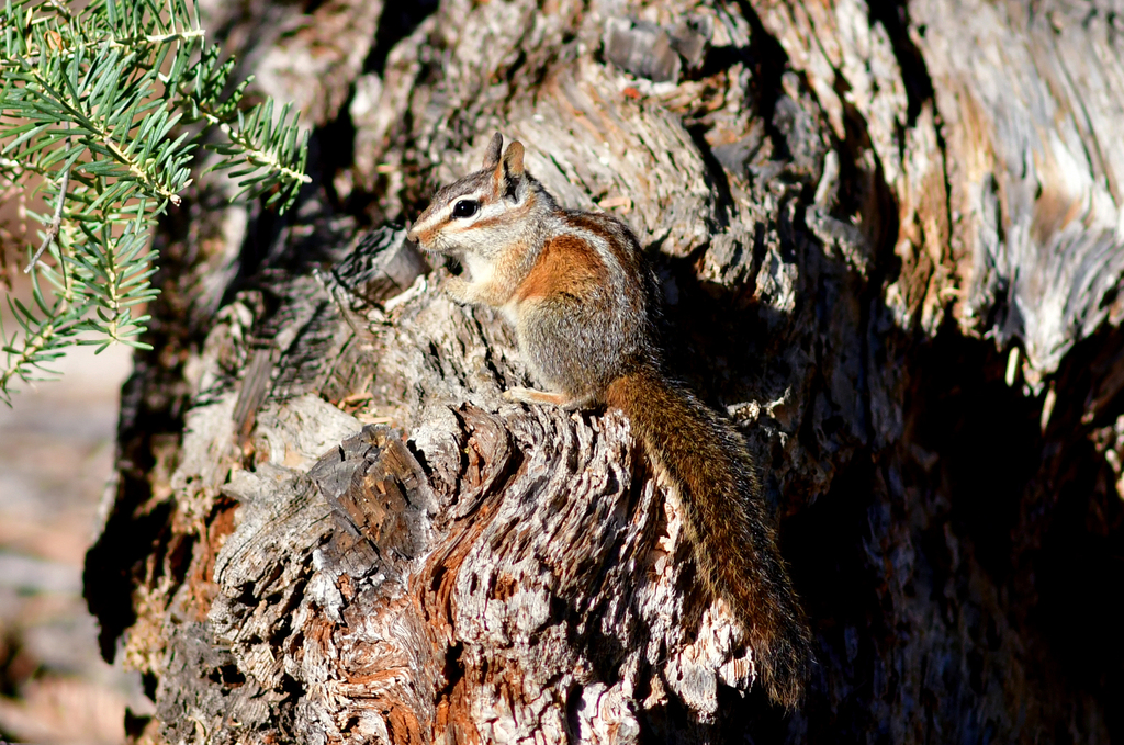 California Chipmunk from Ensenada, Baja California, Mexico on September ...
