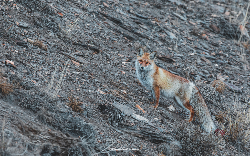 Himalayan Red Fox (Vulpes vulpes montana) - Know Your Mammals