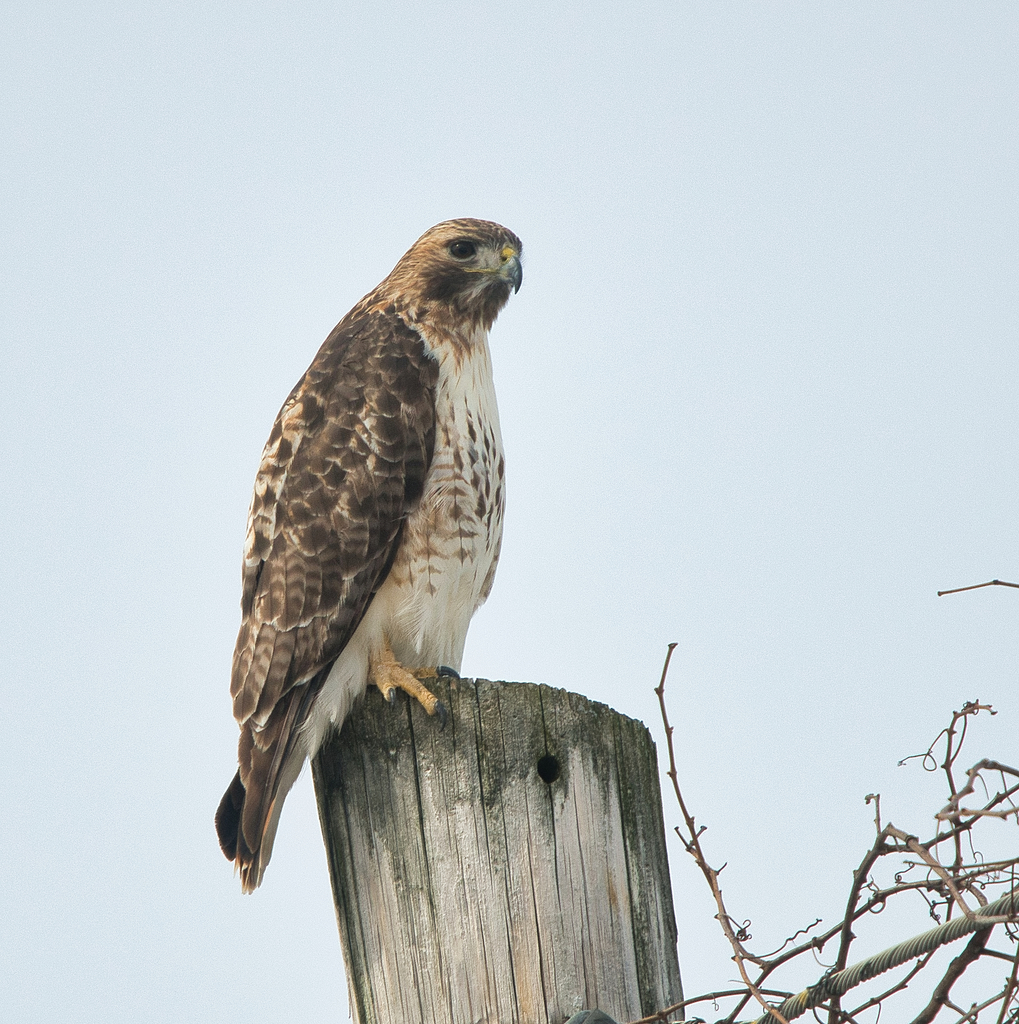 Eastern Red-tailed Hawk (Eagles, Falcons and Hawks Florida) · iNaturalist