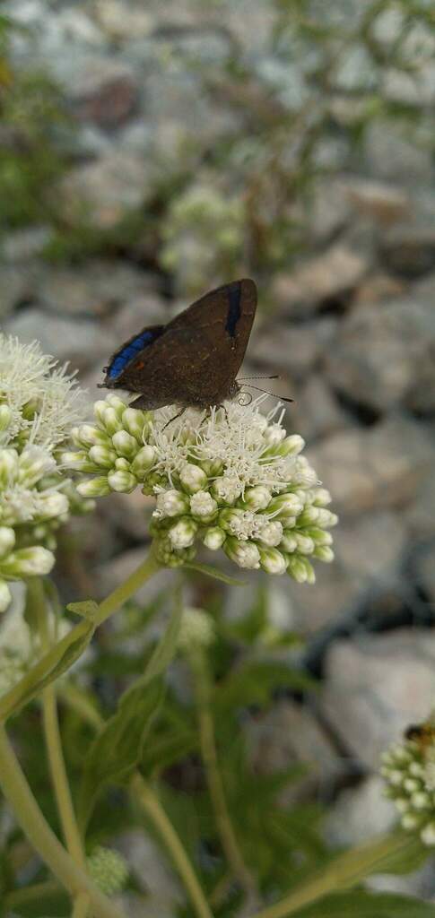 Ocaria arcula from Bell Ville, Córdoba, Argentina on March 16, 2021 at ...