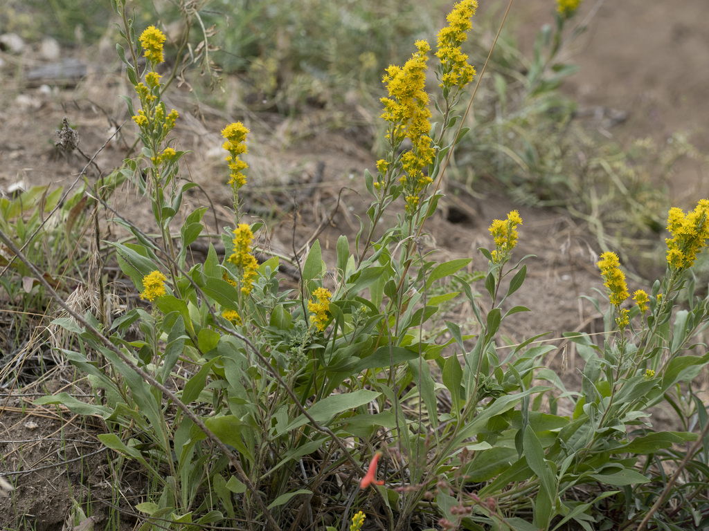 California goldenrod from San Diego County, CA, USA on September 11 ...