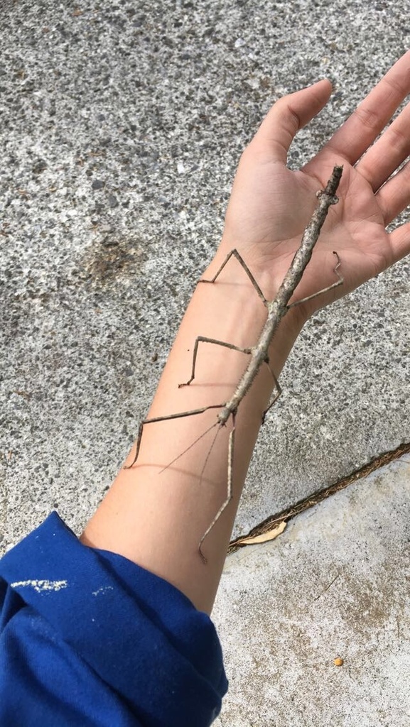 New Zealand Giant Stick Insect from Matiu/Somes Island, Somes Island ...