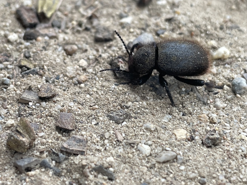 Woolly Darkling Beetle from Brea Dam Park, Fullerton, CA, US on ...