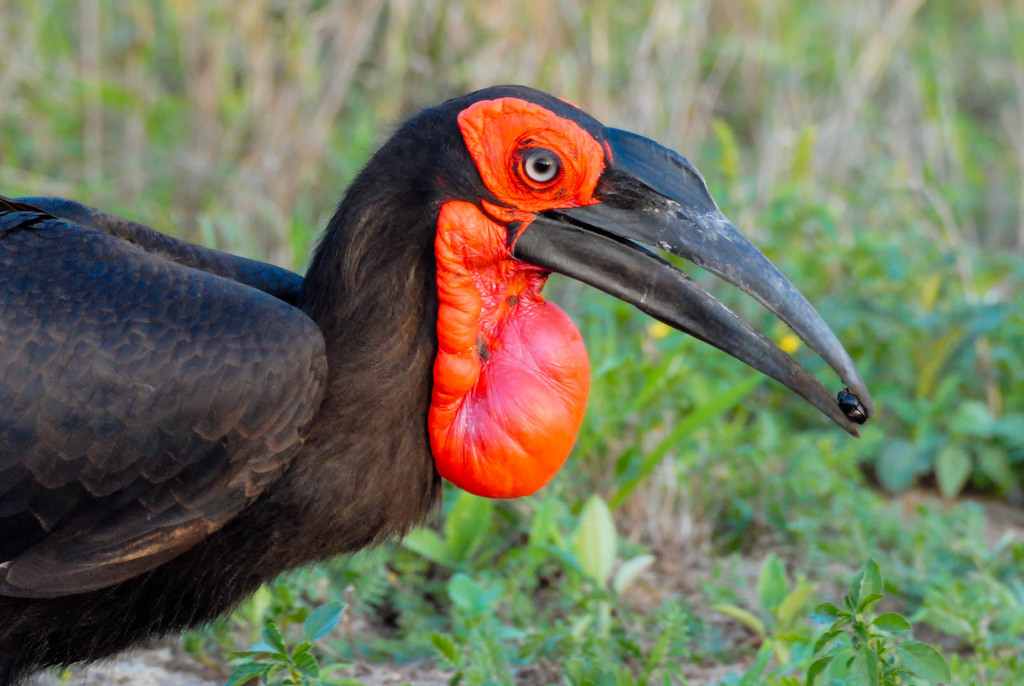 Southern Ground-Hornbill from Ehlanzeni District Municipality, South ...