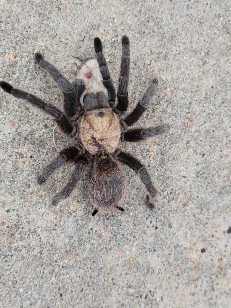 Texas Brown Tarantula from Texas County, US-OK, US on September 13 ...