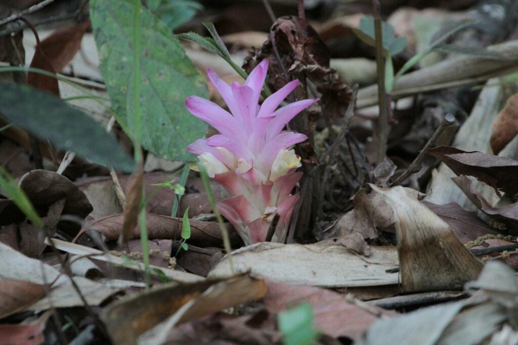 Curcuma rubescens from Manipur, India on April 10, 2016 at 05:11 PM by ...