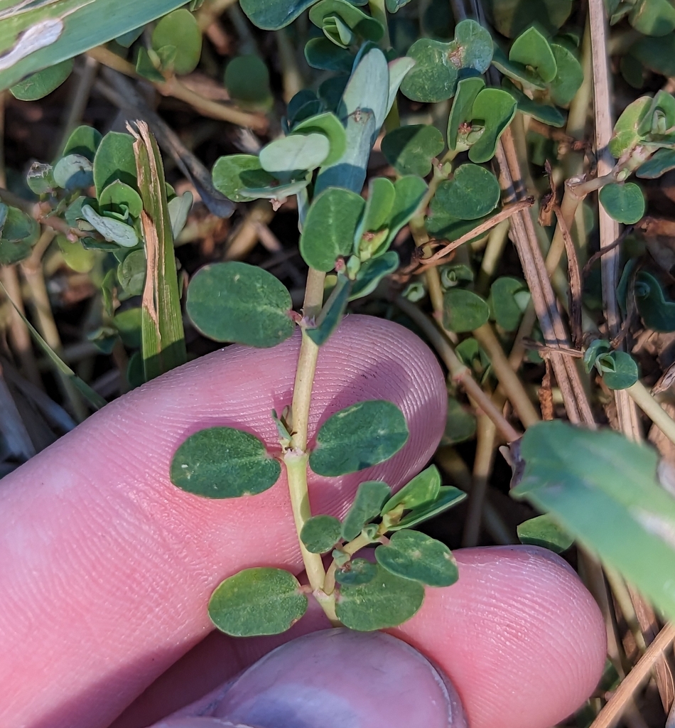 limestone sandmat from Pinellas County, US-FL, US on September 12, 2023 ...