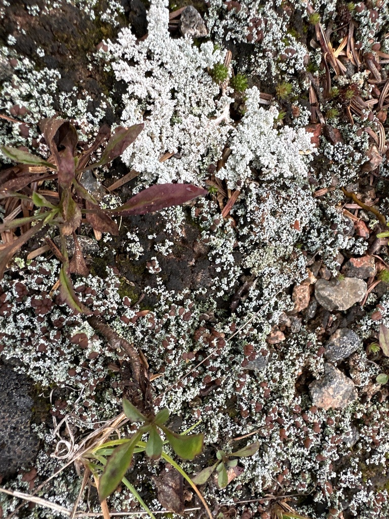 Granular Soil Foam Lichen from Victoria, CA-NS, CA on September 11 ...