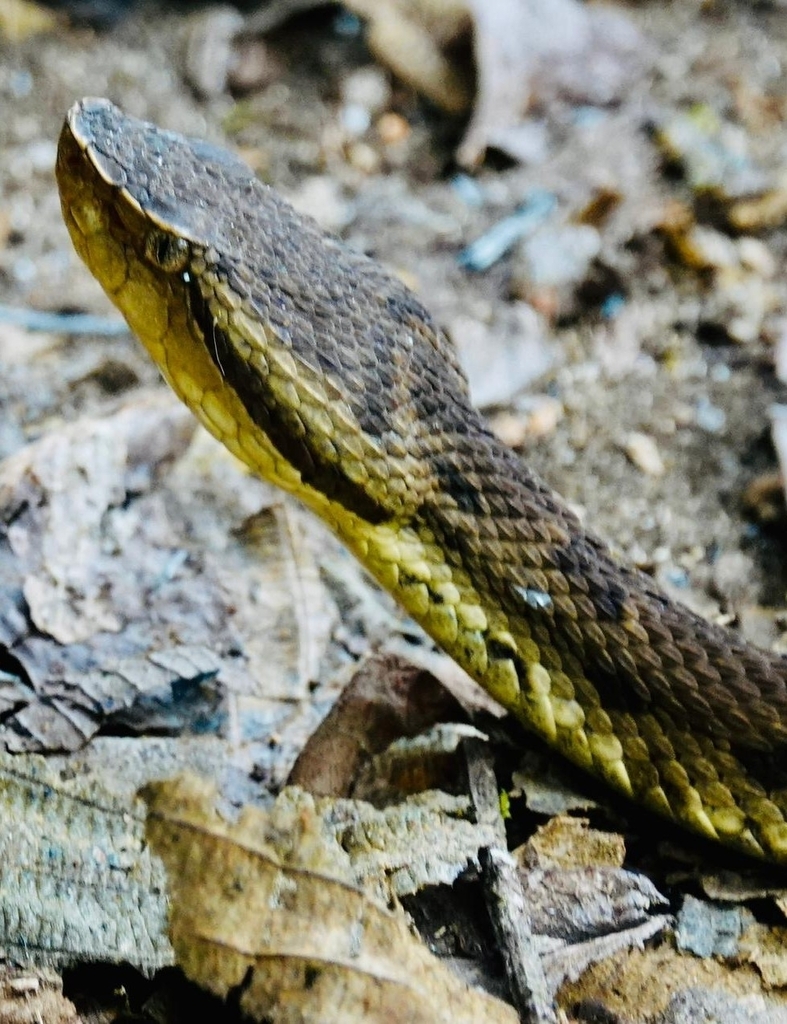 Small-eyed Toad-headed Pitviper from Urubamba, PE-CS, PE on August 23 ...
