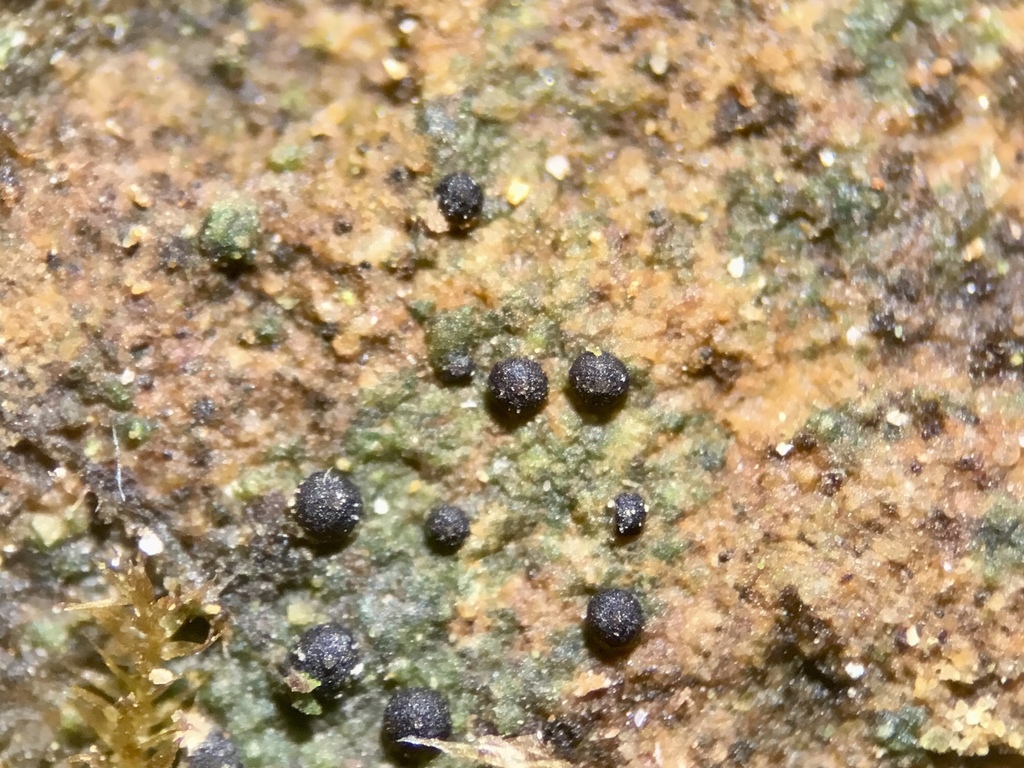 Thelidium minutulum (Lancashire Key Species - Lichens) · BioDiversity4All