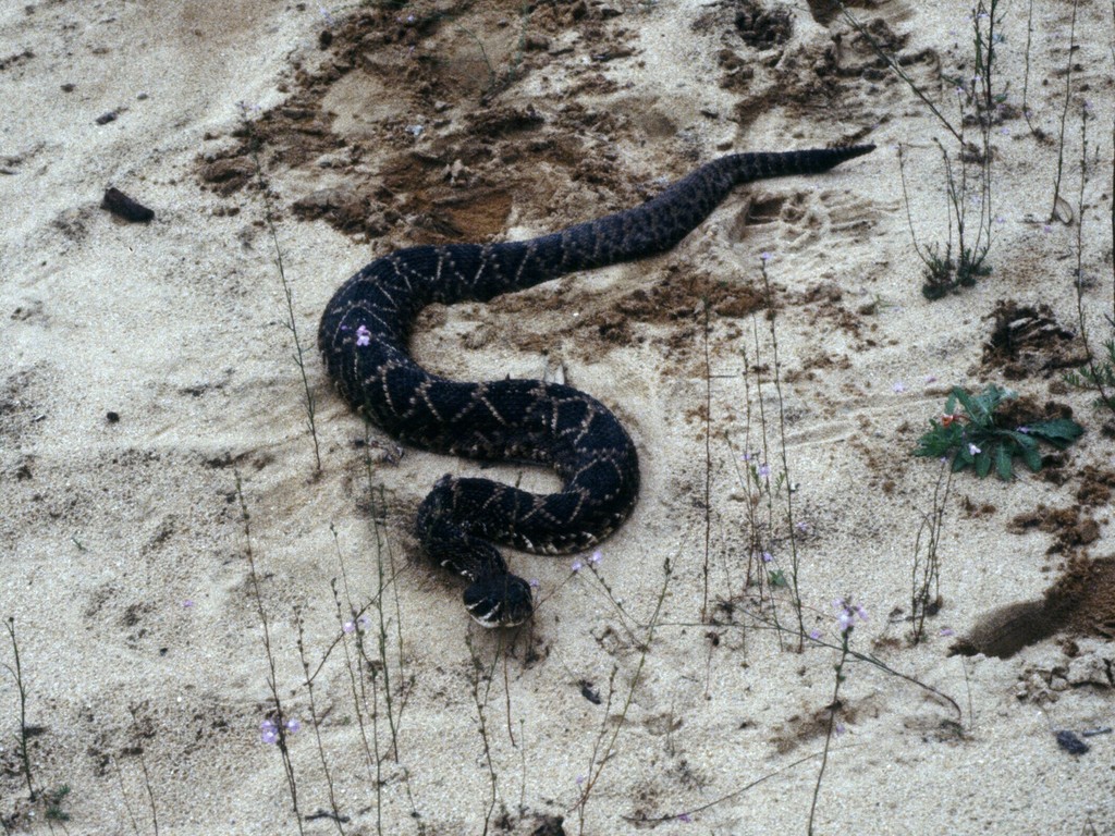 Eastern Diamondback Rattlesnake from Coffee County, GA, USA on April 25 ...