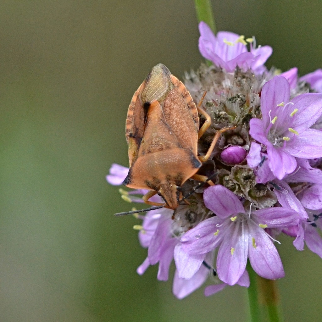 northern fruit bug from 293 01 Mladá Boleslav, Česko on September 3 ...