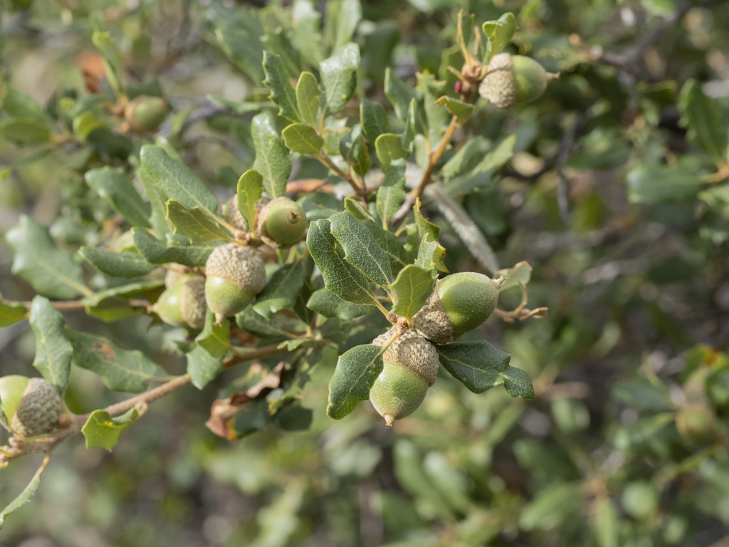 California scrub oak from San Diego County, CA, USA on September 11 ...
