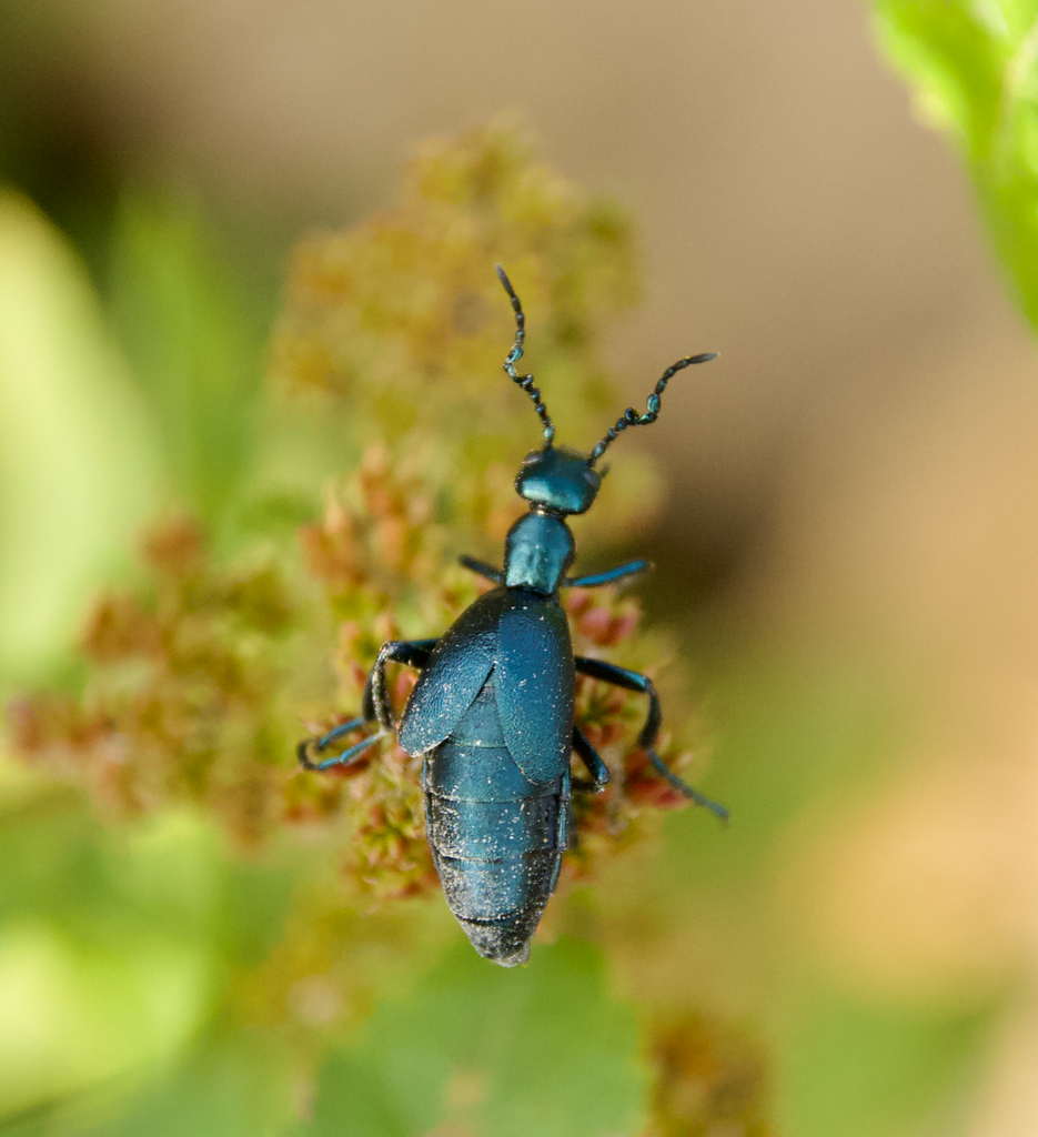 Impressive Oil Beetle (Faune de Lac du Cœur, Laurentides | Fauna of Lac ...