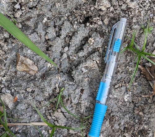 Raccoon Tracks – NatureTracking