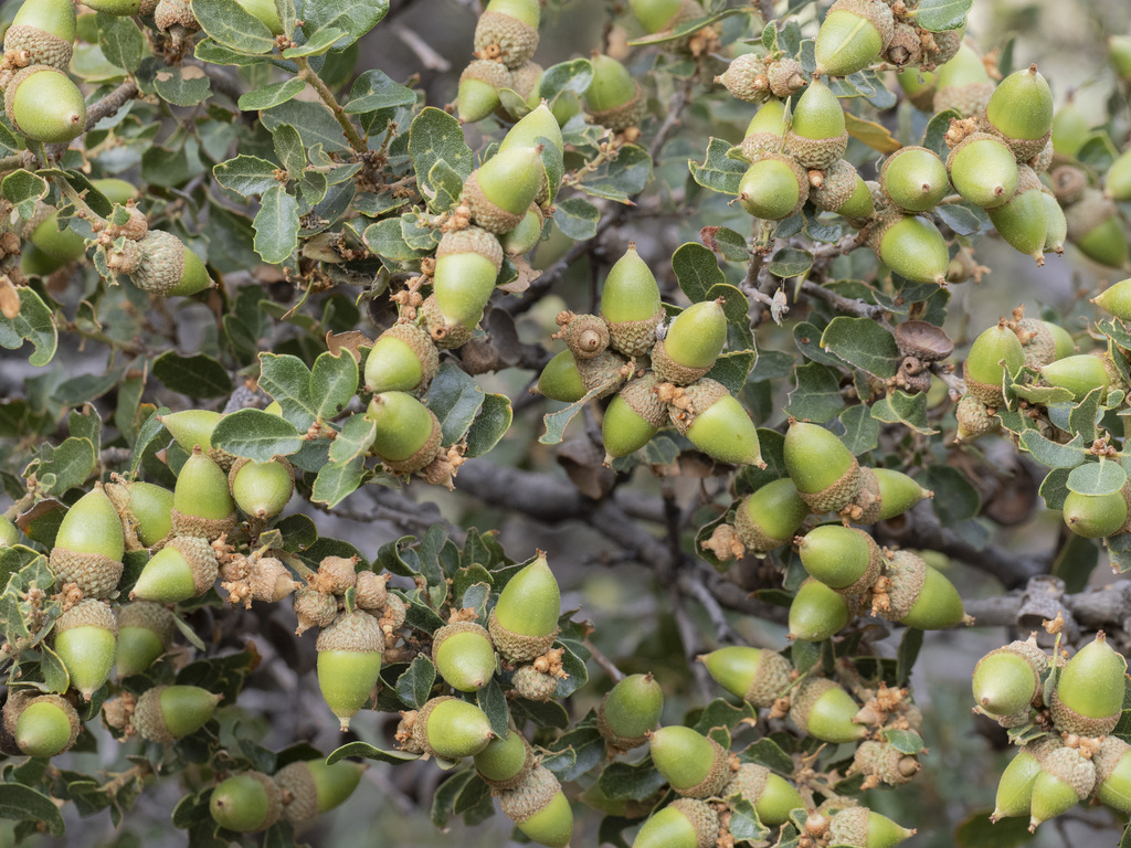 California scrub oak from San Diego County, CA, USA on September 11 ...