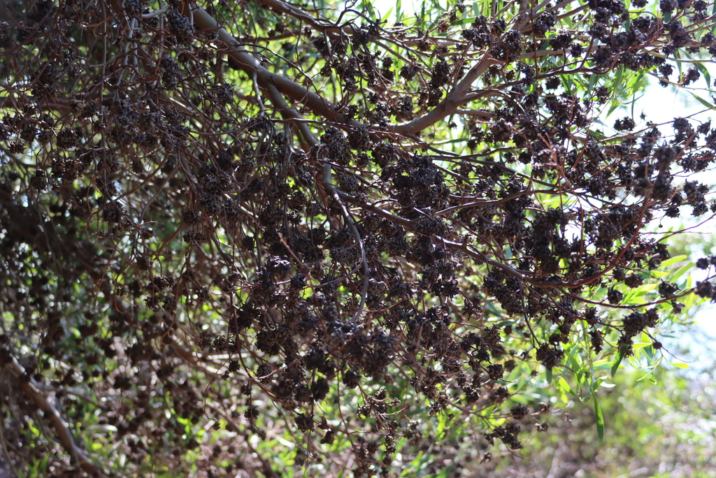 Rooikrans Gall Midge from Boulders Beach Penguins, Table Mountain ...