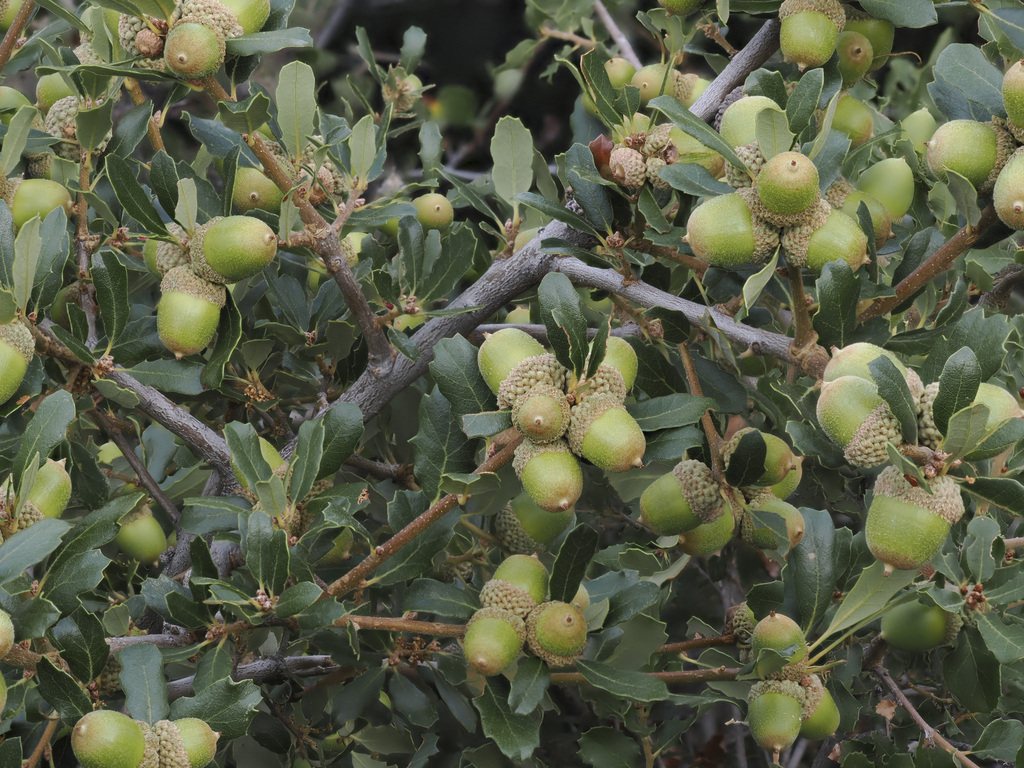 California scrub oak from San Diego County, CA, USA on September 11 ...