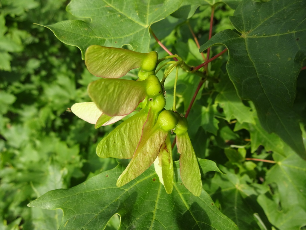 Bigtooth Maple (Plants of the Clifford Duncan Memorial Ute Learning ...