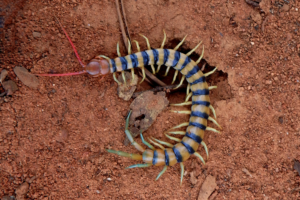 Red-headed Centipede from Dundas WA 6443, Australia on May 24, 2016 at ...