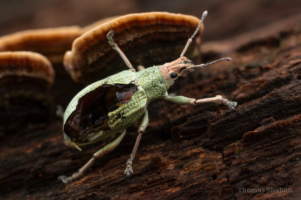 Golden-headed Weevil in September 2023 by Thomas Shahan. still walkin ...
