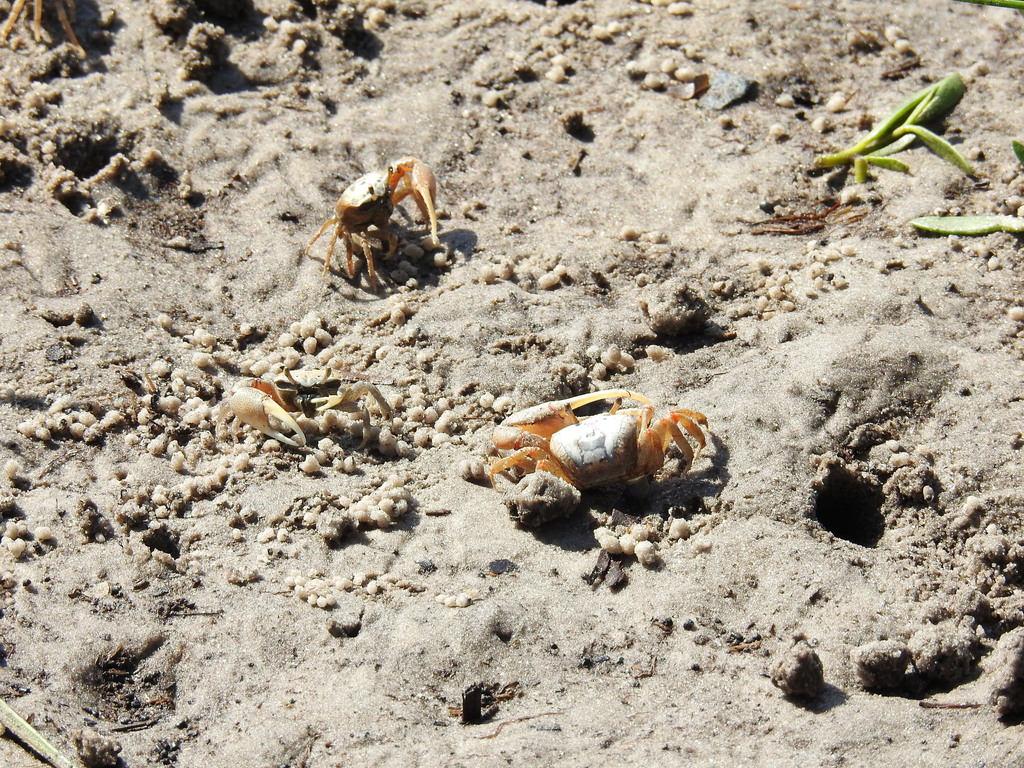 Atlantic Sand Fiddler Crab from Wakulla County, FL, USA on September 5 ...