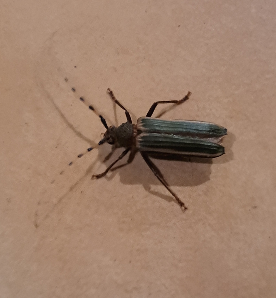 Chlorida costata from Cantagalo, Petrópolis - RJ, Brasil on September 7 ...