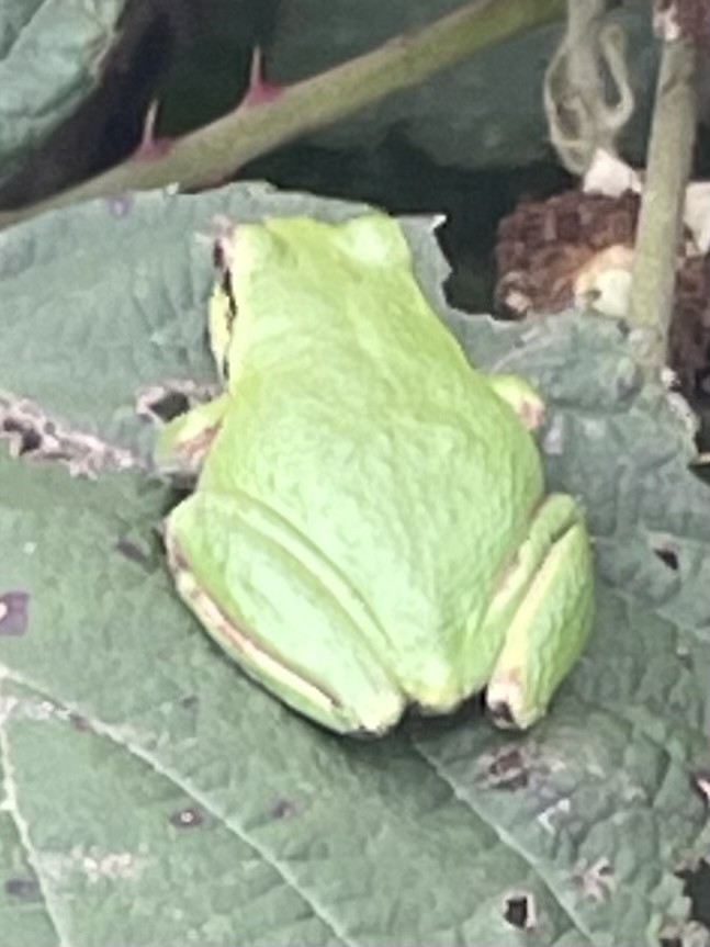 Northern Pacific Tree Frog from Arcata Marsh and Wildlife Sanctuary ...