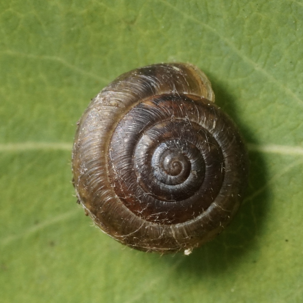Hairy Snail from Southeast Calgary, Calgary, AB, Canada on September 13 ...