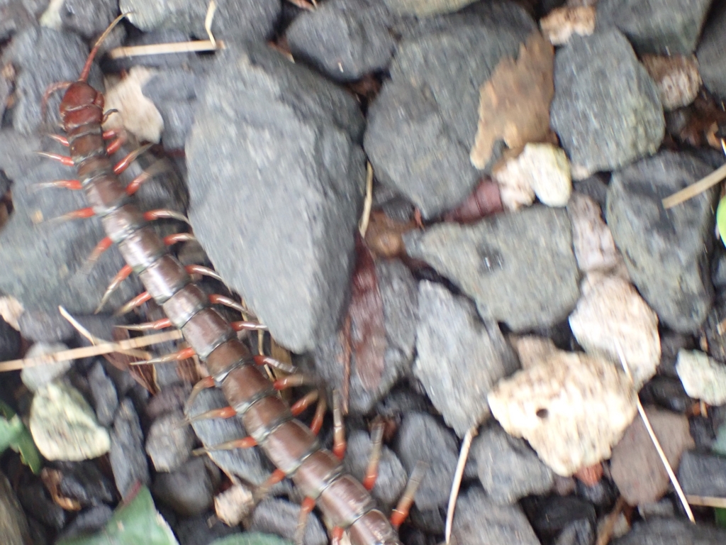 Pacific Giant Centipede from P6W6+GWX, Takitumu District, Cook Islands ...