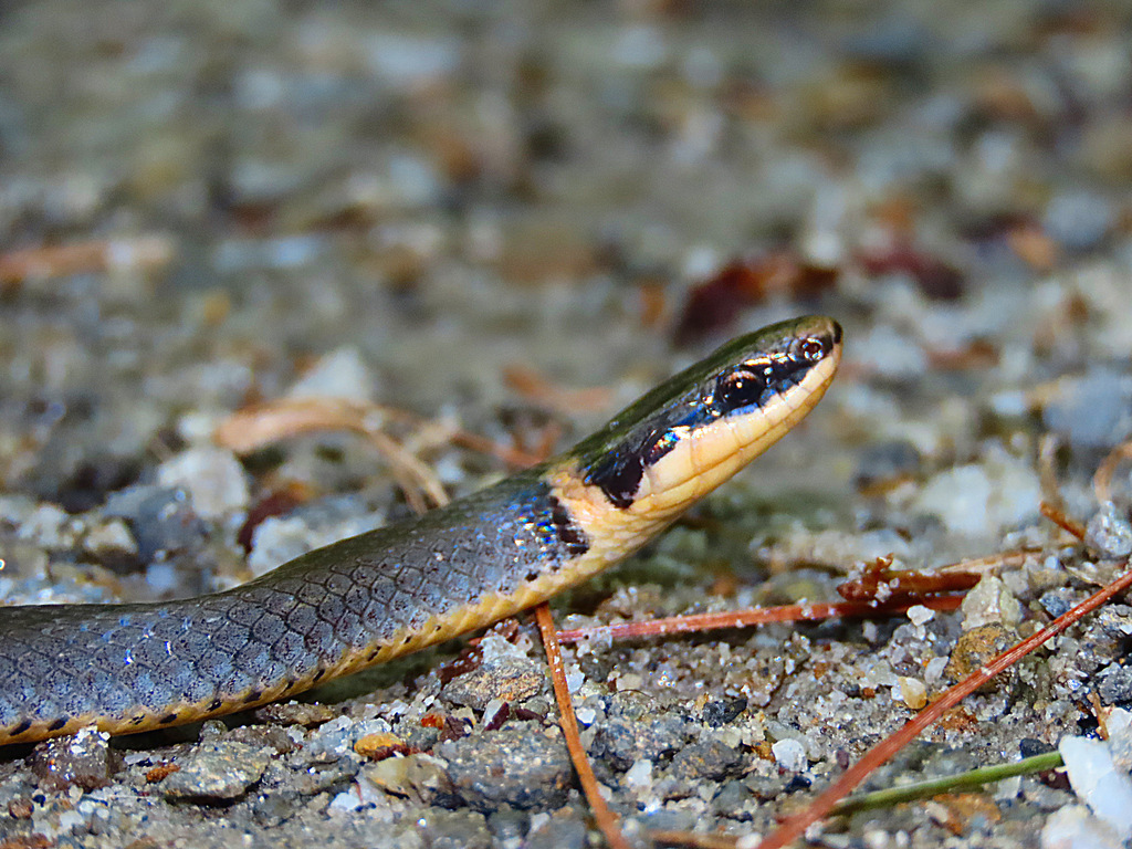 Ring Necked Snake From Dauphin County Pa Usa On September 13 2023 At