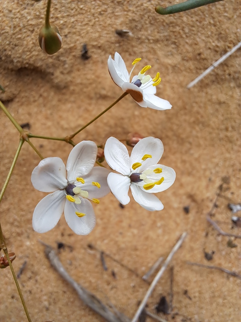 Drought Spookasem from West Coast, Western Cape, South Africa on ...