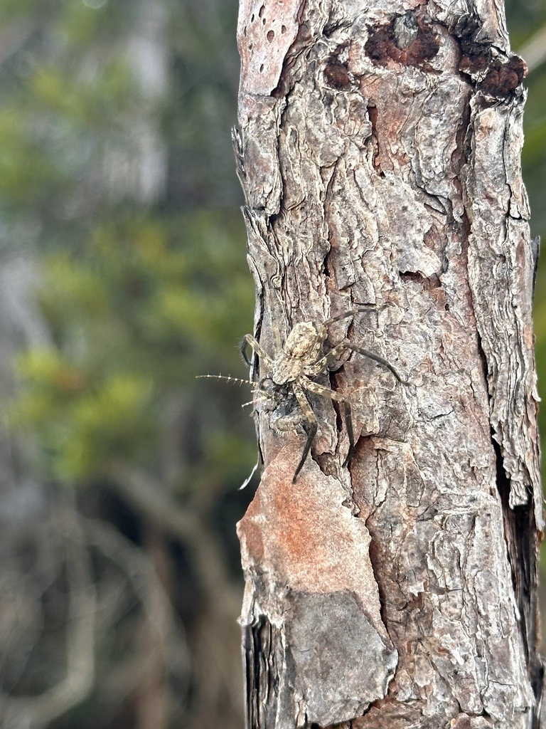 Selenops submaculosus from Big Pine Key, Big Pine Key, FL, US on August ...