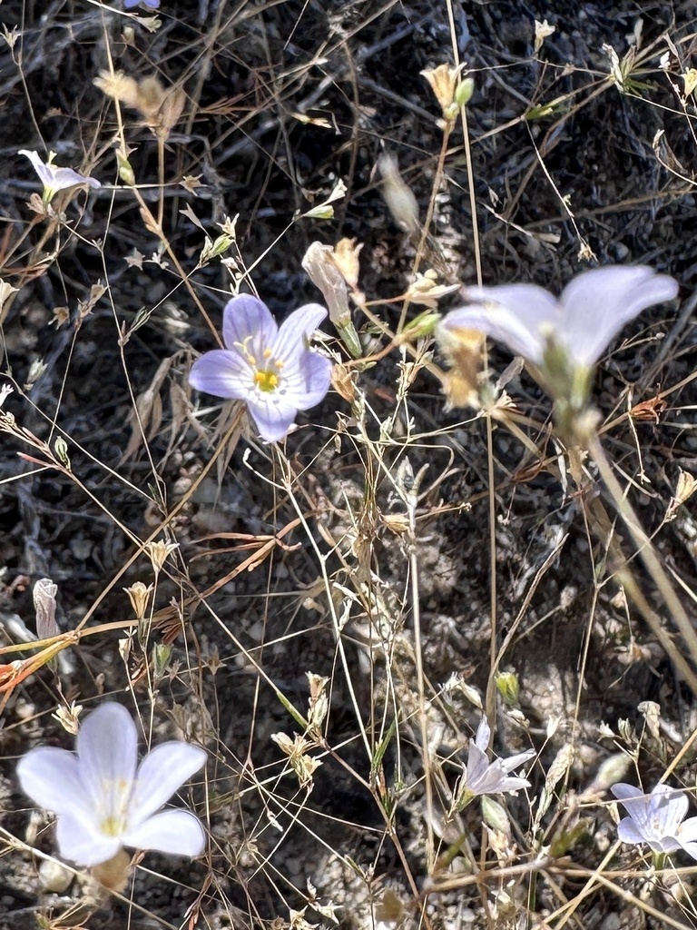 Flax-flowered Linanthus from San Bernardino National Forest, Mountain ...