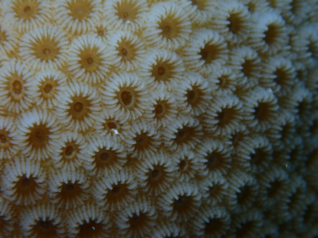 Astrea curta from Ofu County, Manu'a District, American Samoa on ...