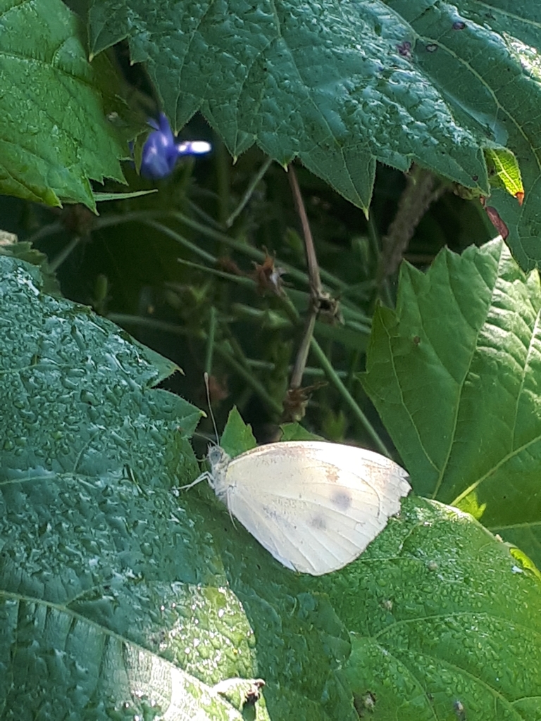 Large White from Srebrno jezero, Ostrovo, Serbija on August 13, 2023 at ...